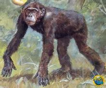 Dryopithecus - Trang [1] - Thế giới kiến thức bách khoa