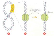 Topoisomerase - Trang [1] - Thế giới kiến thức bách khoa