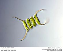 Scenedesmus - Trang [1] - Thế giới kiến thức bách khoa