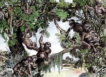 Dryopithecus - Trang [1] - Thế giới kiến thức bách khoa